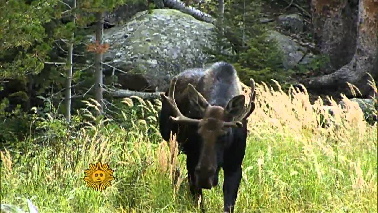 The moose of Cub Lake - YouTube