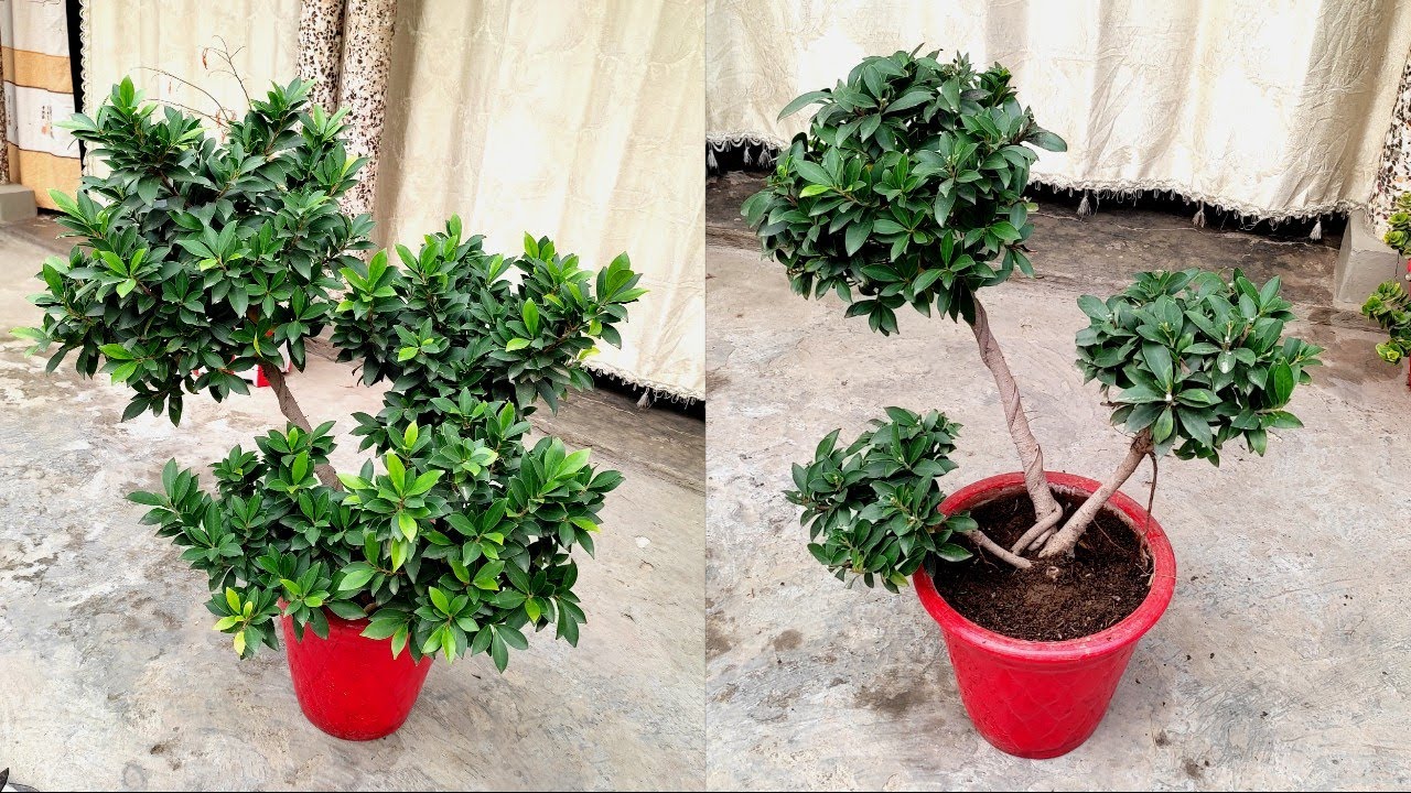 How To Make Bonsai Tree At Home| Ficus Bonsai Care And Pruning| Ficus ...