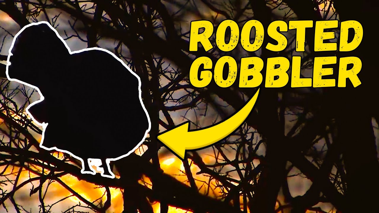 TIPS For Setting Up on ROOSTED GOBBLERS! w/Jake and Nick - YouTube