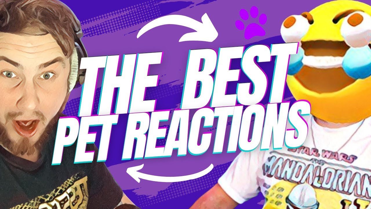 🐾 HILARIOUS PET REACTIONS OF REDDIT (You Won't Believe What These ...
