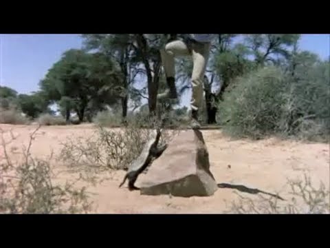 Honey badger (from \