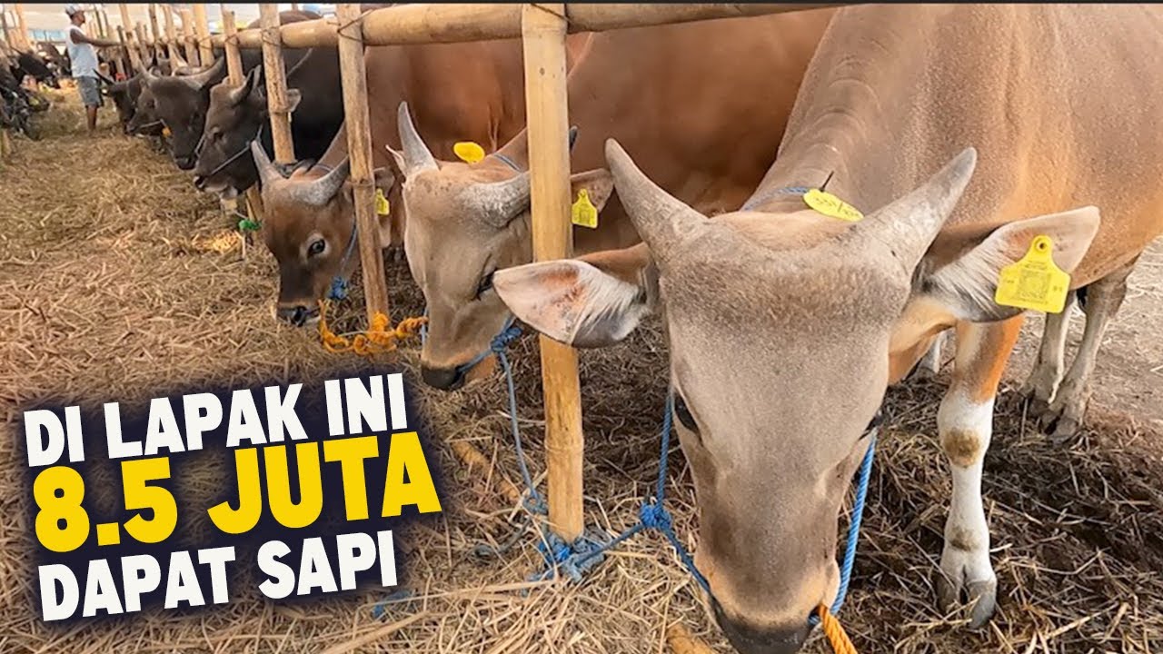 Promo Spesial Sapi Qurban Harga Cuma 8.5 Juta Sapi Qurban Paling Murah ...