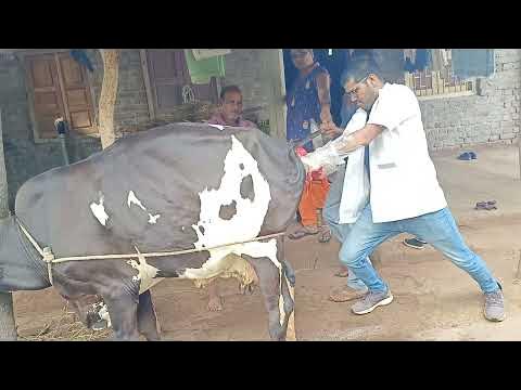 Vaginal# Prolapse in Cattle# - YouTube