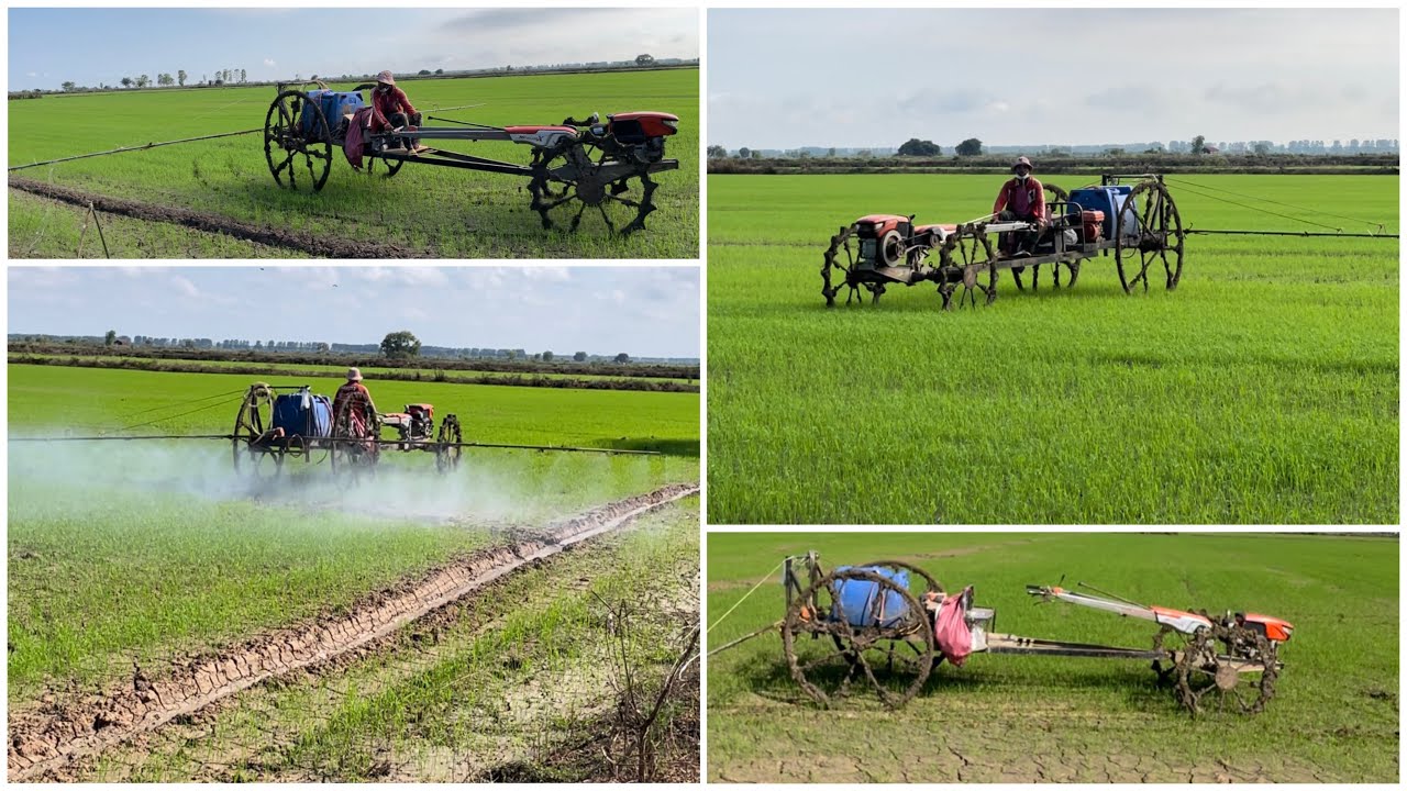 Dry rice spraying activity #famer #farmingsimulator #fs #farming # ...