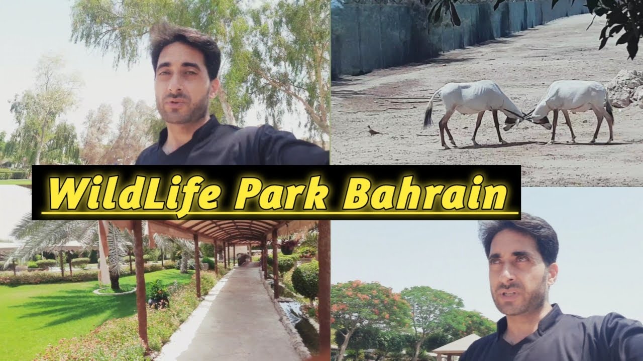 Al Areena WildLife Park Bahrain Part 2 | Bahrain Zoo | Exploring ...