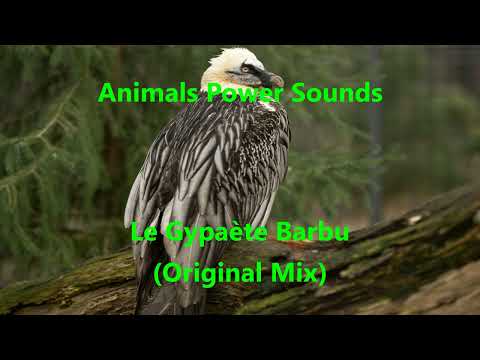 Animals Power Sounds - Le Gypaète Barbu (Original Mix) - YouTube