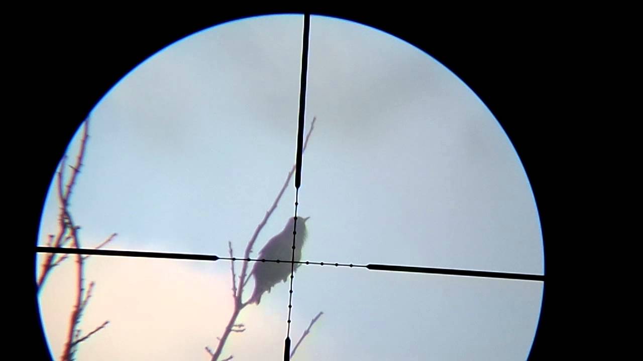 Starling hunting with 22. Marauder - YouTube