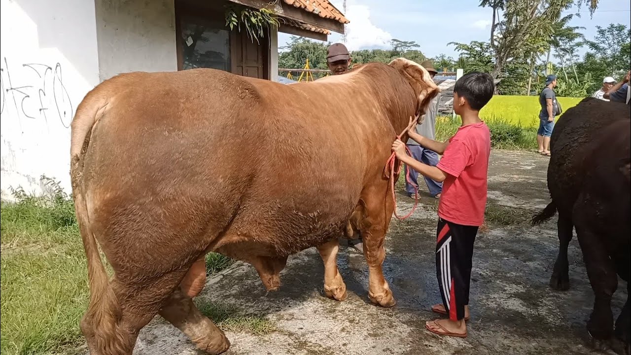 SAPI BESAR SUPER DARI LERENG GUNUNG SUMBING ! - YouTube