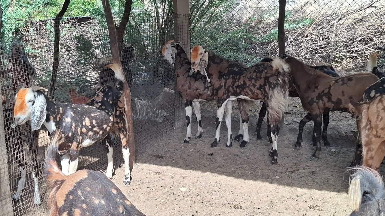 Ajmer HD Goat Farm Rajasthan Qurbani Goats call me 🤙 📱 9587045771 - YouTube