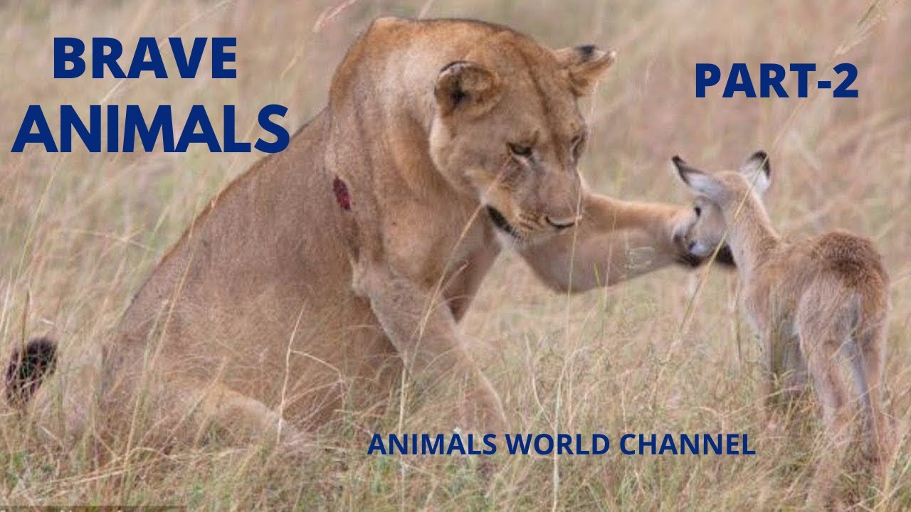 Brave Animals Save Other Animals (2020) | Animals Helping each other ...