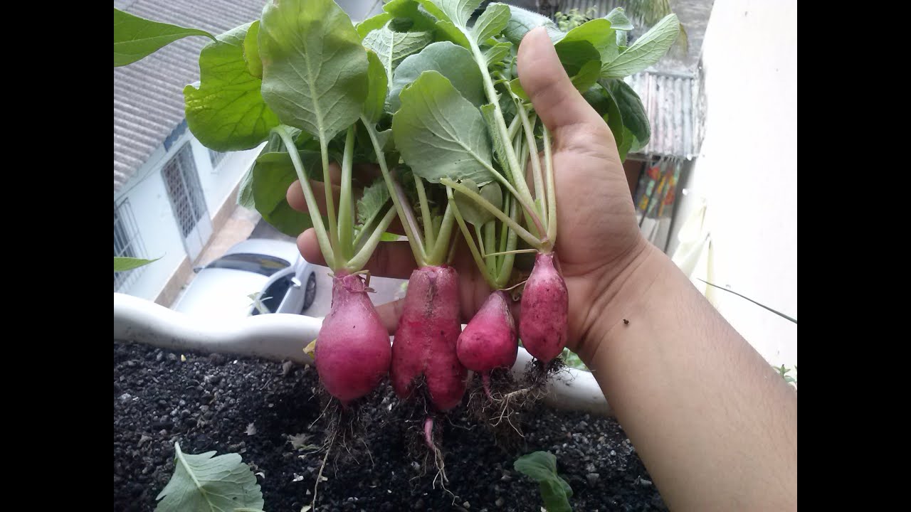 Como Plantar Rabanete. (da semente ate a colheita) - YouTube