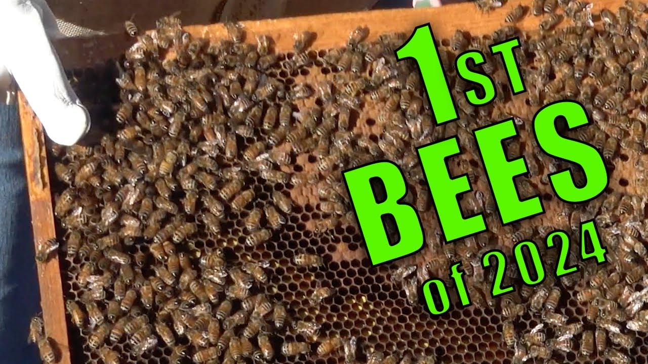 First BEES of SPRING | 7 Minute Summary of 1ST Hive Inspection of 2024 ...