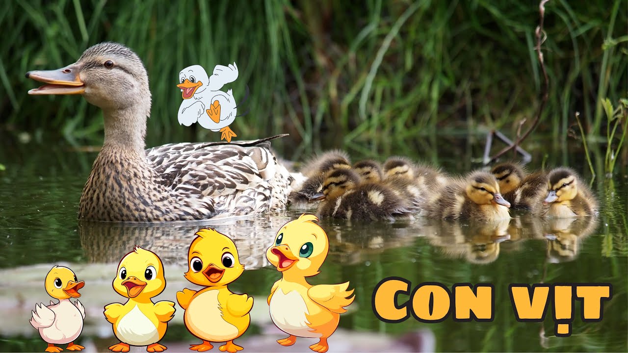 Một Con Vịt - Nhạc Thiếu Nhi - hoạt hình một con vịt, Vịt Con Lông Vàng ...