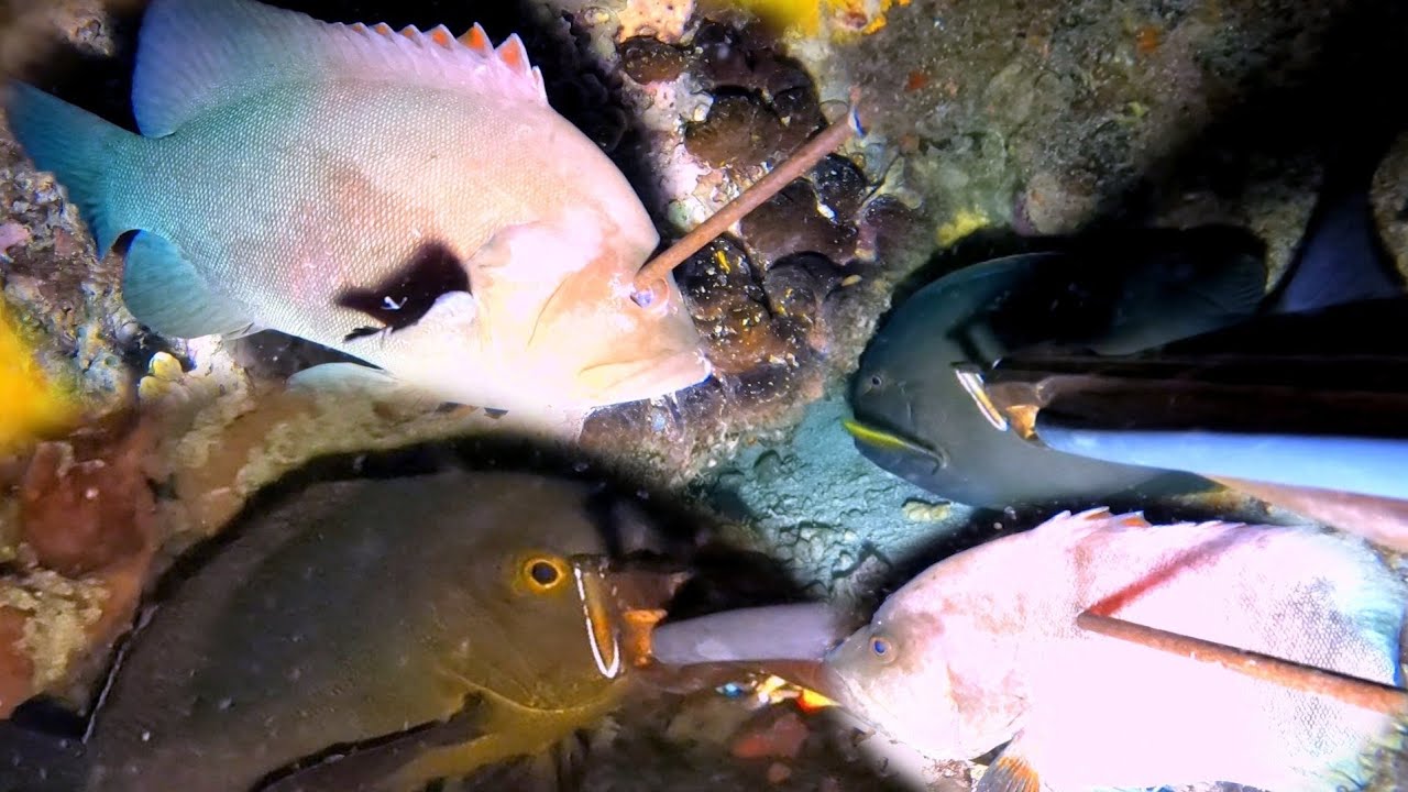 night spearfishing dapat ikan Bobara,kerapu Hitam Dan midnihgt monster ...