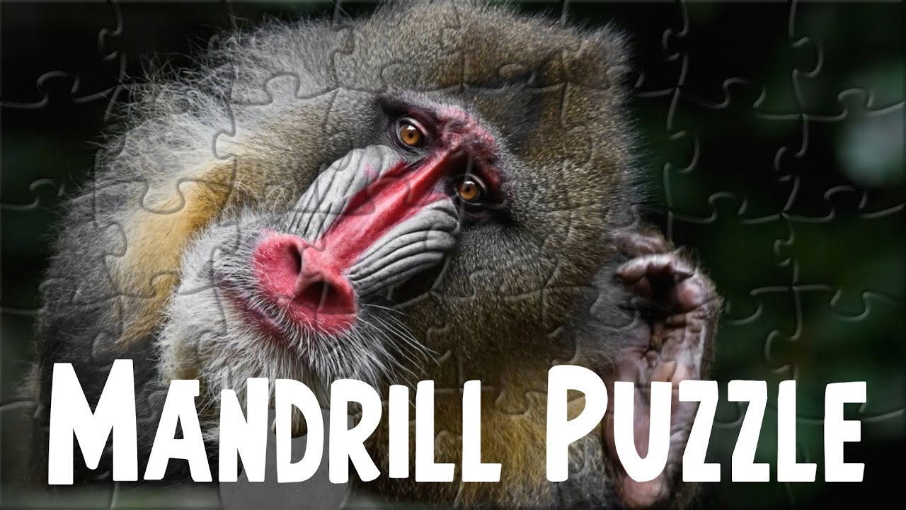 Mandrill - Mandril - Primates - African animals - animals puzzle #WAP # ...