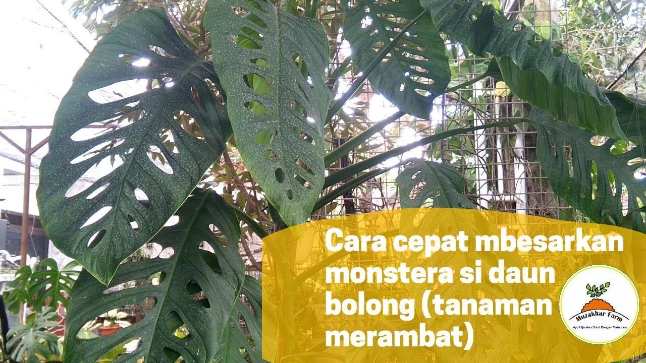 Cara Cepat Membesarkan Monstera Si Daun Bolong Tanaman Merambat - YouTube