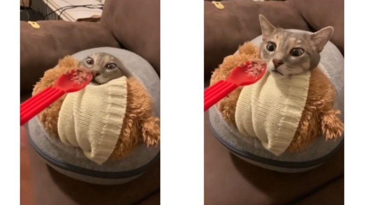 Funny Cats & Cute Cats Video Compilation 2020 \ Cats Meme - YouTube