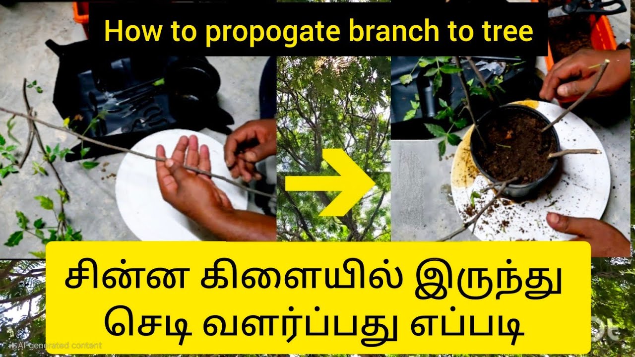 சின்ன கிளையில் இருந்து செடி வளர்ப்பது எப்படி...how to propogate branch ...