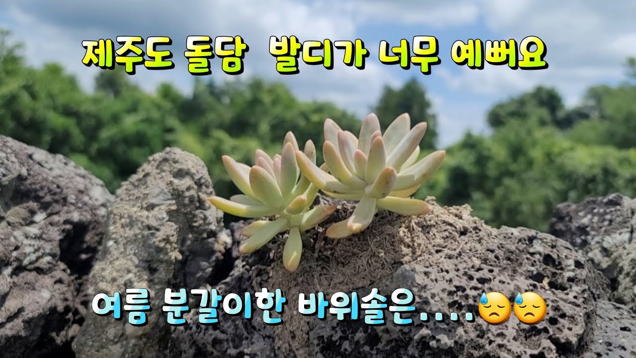 제주도 돌담에 심은 발디가 너무 예뻐요 헌데 분갈이 한 바위솔은😓😓😓 다육이 다육식물 다육이키우기 바위솔