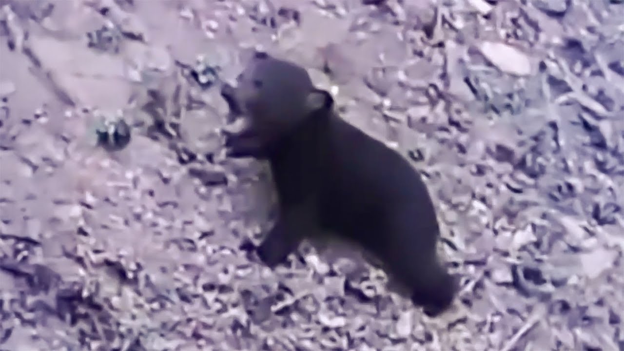 The mother bear cub panicked and slid down the mountainside crying ...