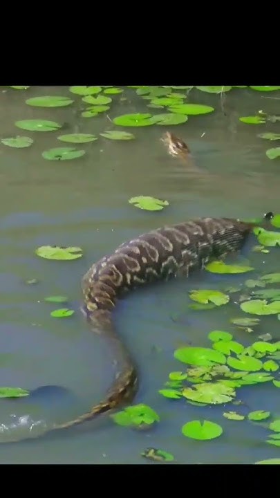 Python Eats a Whole Goat 😳 | Birds and Nature - YouTube