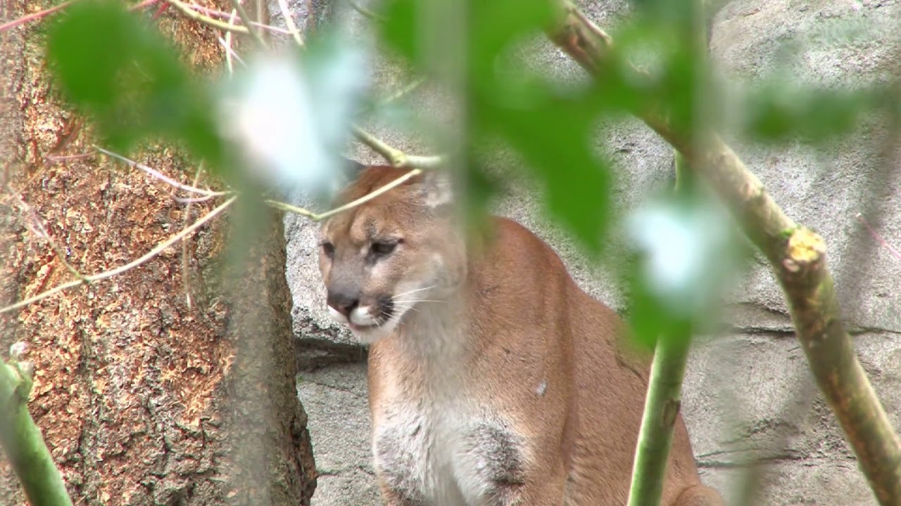 attacking panther in the woods - YouTube
