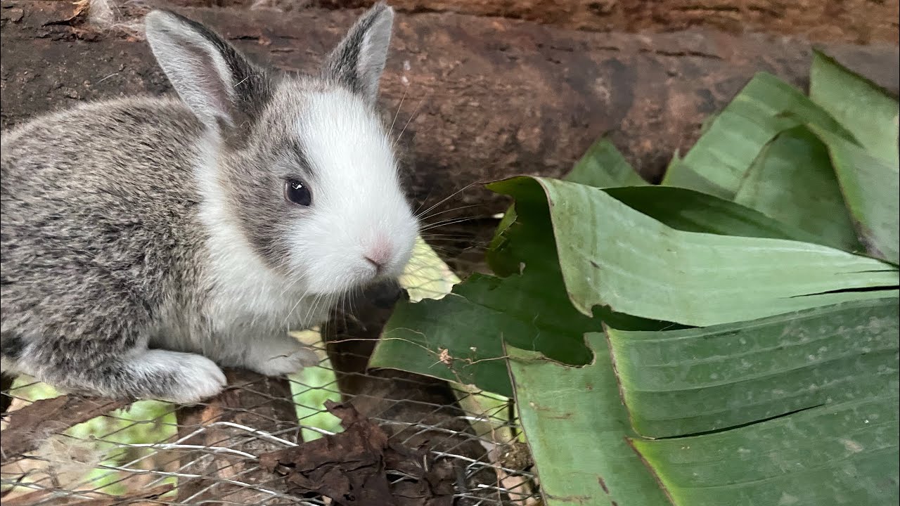 How to feed young rabbits - YouTube