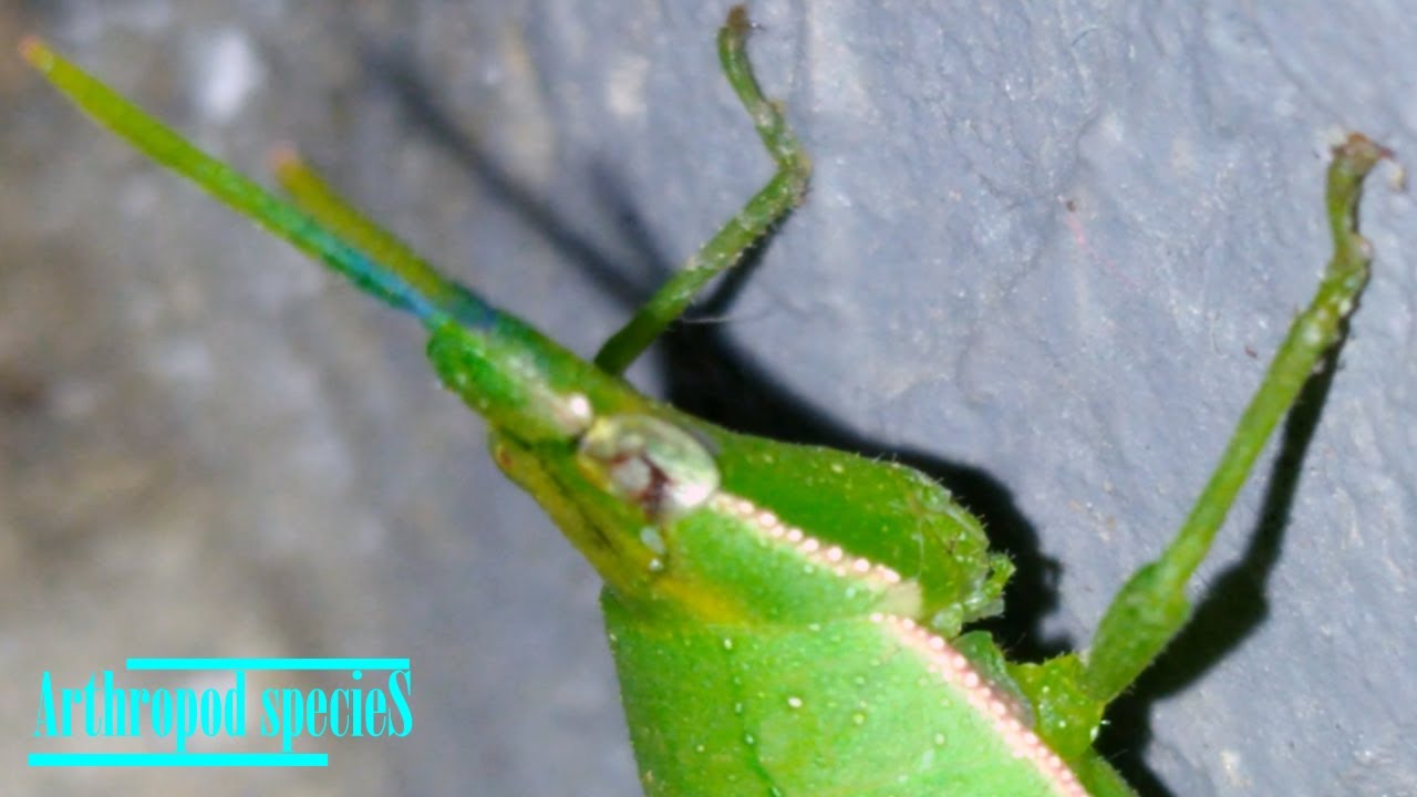 Insect Species - Short-horned Grasshoppers | Oriental Longheaded Locust ...