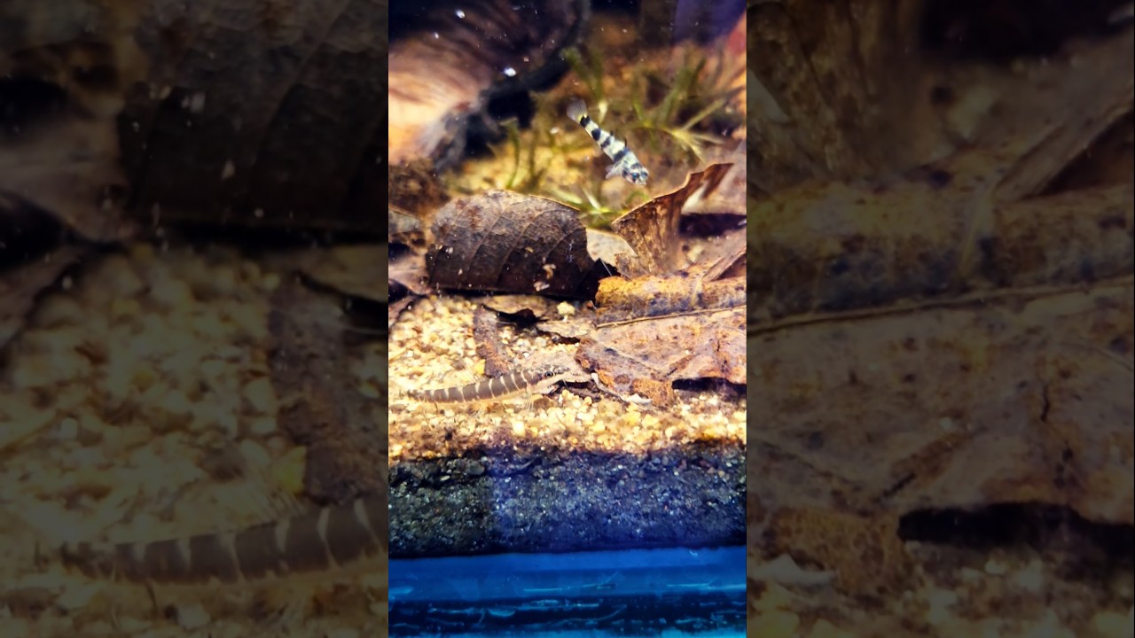 Schistura savona - Half Banded Loach, Feeding Daphnia | Brahmaputra ...