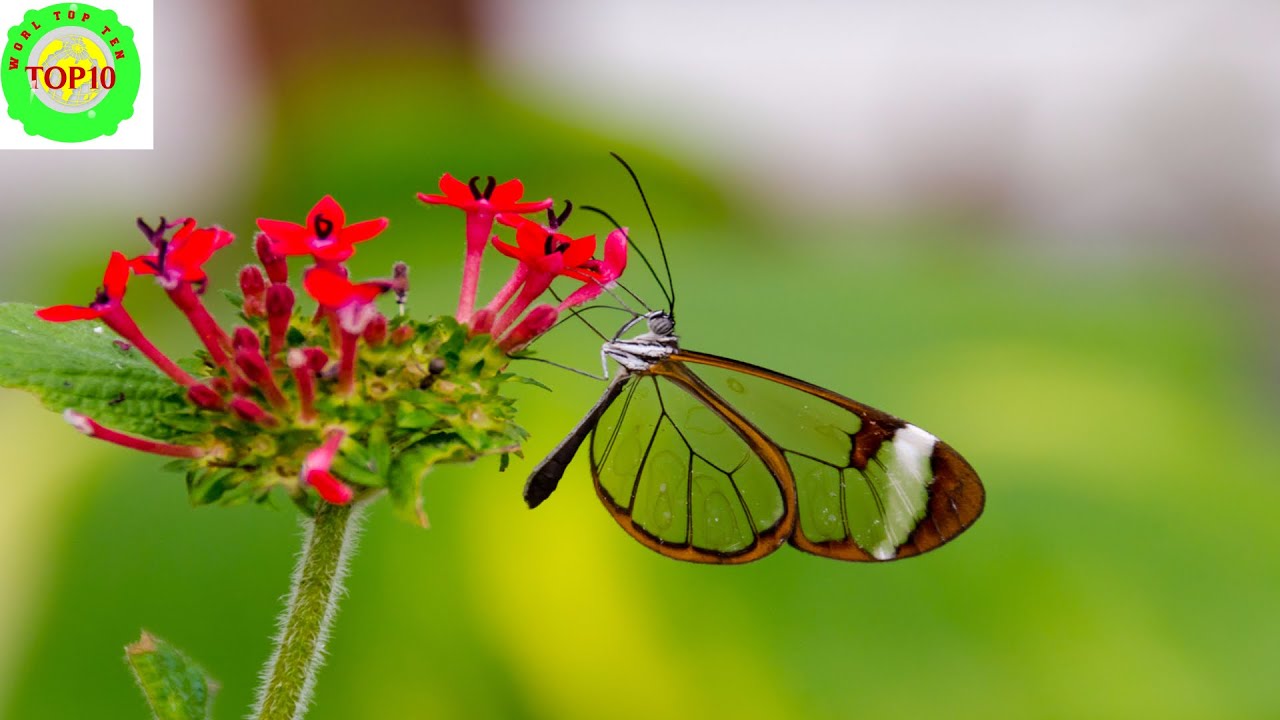 World Top 10 Transparent Animals - YouTube