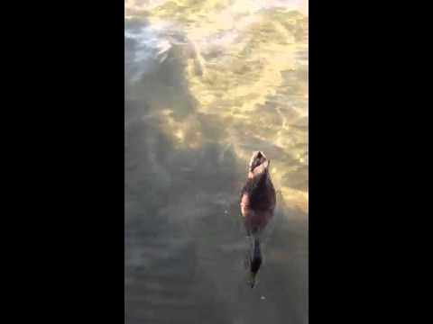 How to Catch a duck with your hands - YouTube