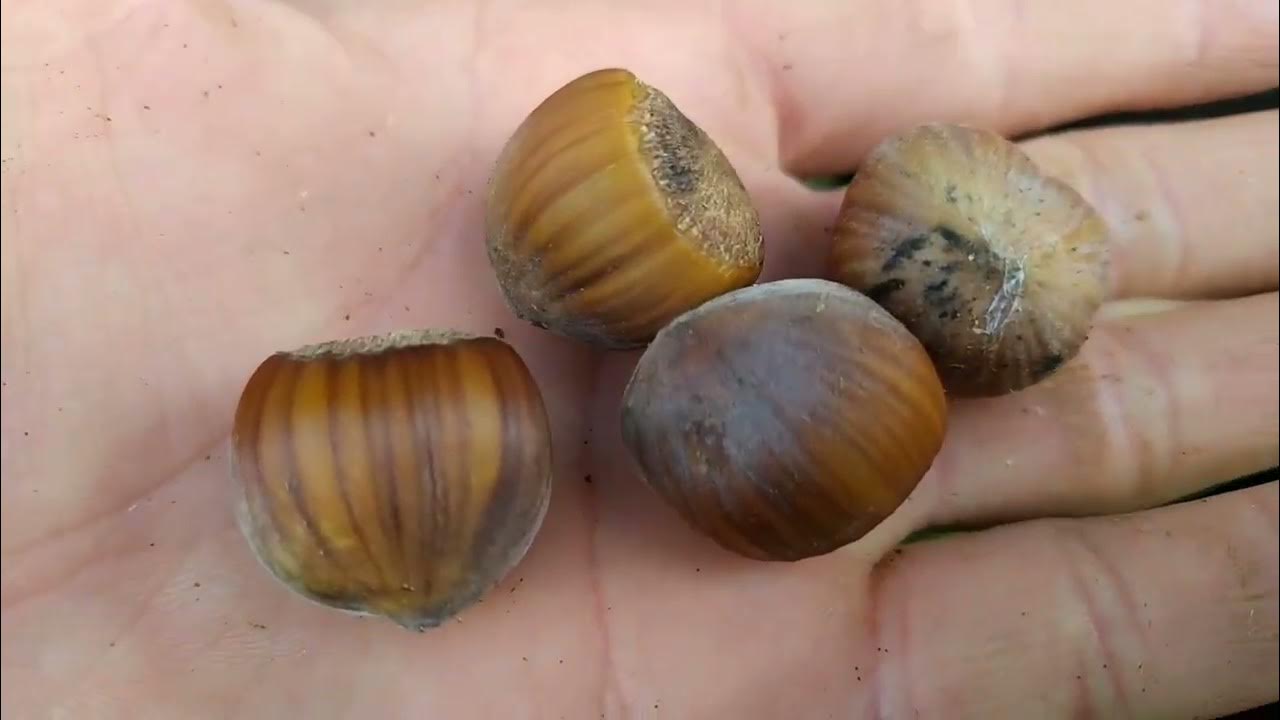 ФУНДУК . Сорт Шедевр . Збір врожаю з молодого супер-штамба після ...