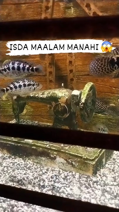 Isda maalam manahi 😂 - YouTube