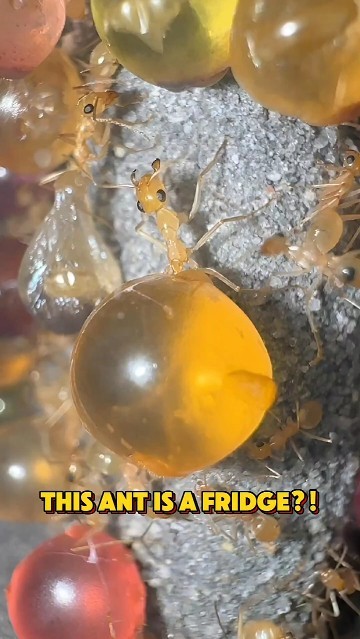 These Ants Turn Into Living Honey Jars – Nature Is Crazy! - YouTube