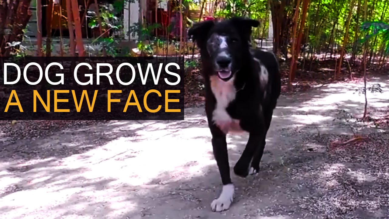The Dog That Grew A New Face - YouTube