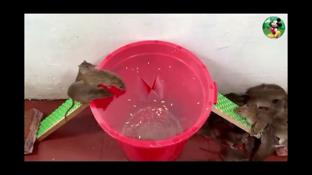 Effective Tricks for the Rats in Your Area! Video credit to the Owner ...