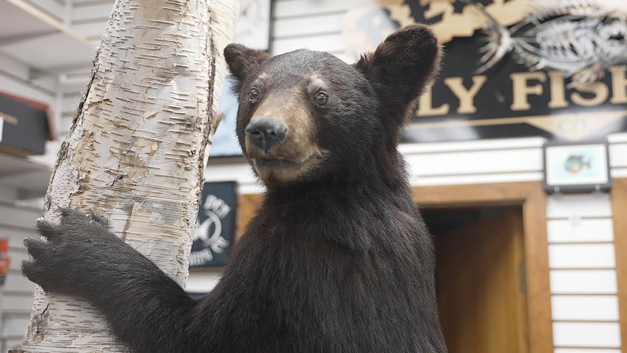 Shop Spotlight: Bear's Den Fly Fishing Co, Taunton, MA - YouTube