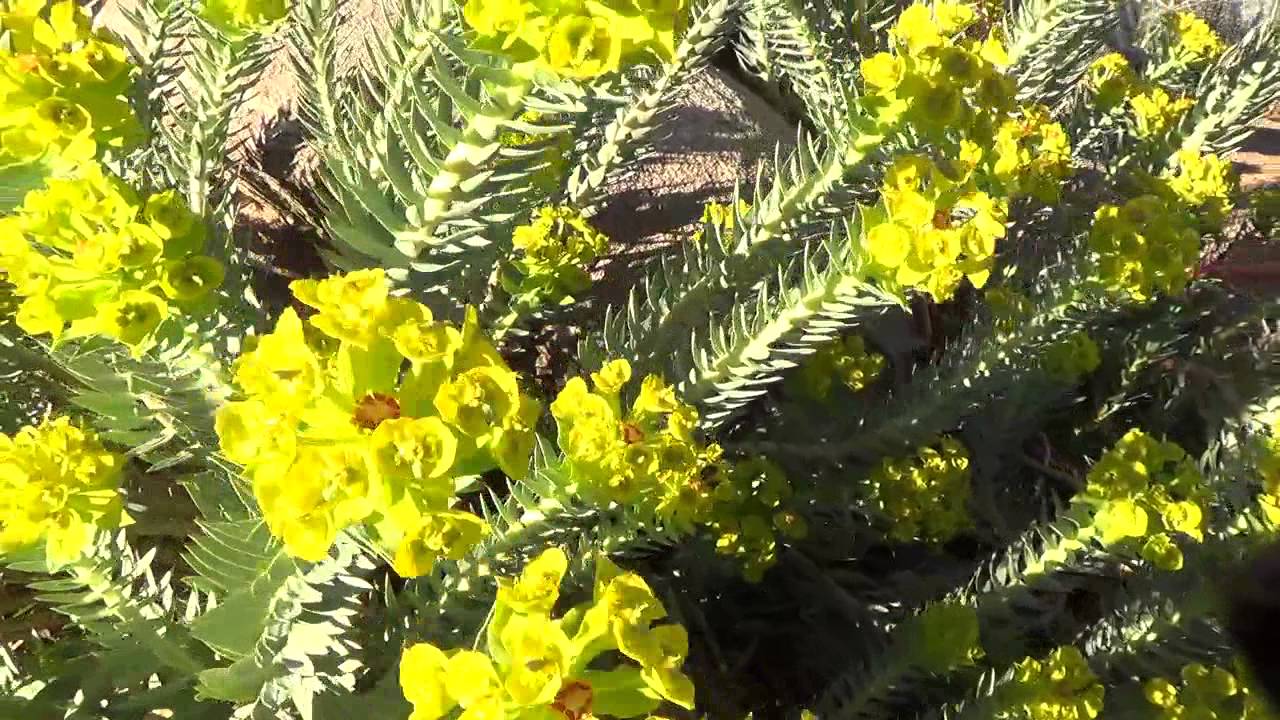 Gopher Spurge plant tip in 30 sec - YouTube
