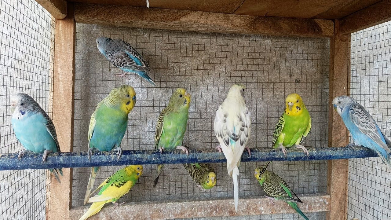 4 Hours of Budgie Sounds – Singing, Playing & Talking Parakeets for ...