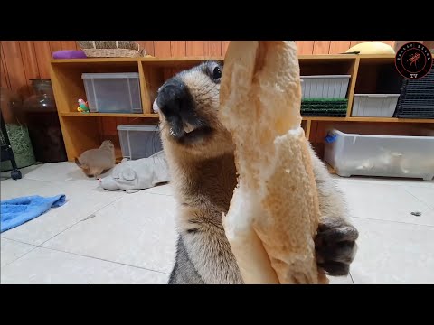 Dağ sıçanı ve çayır köpeklerine büyük bir somun ekmek verdim