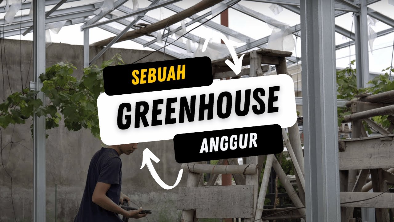 Buat Green House Untuk Anggur Di Depan Rumah - YouTube