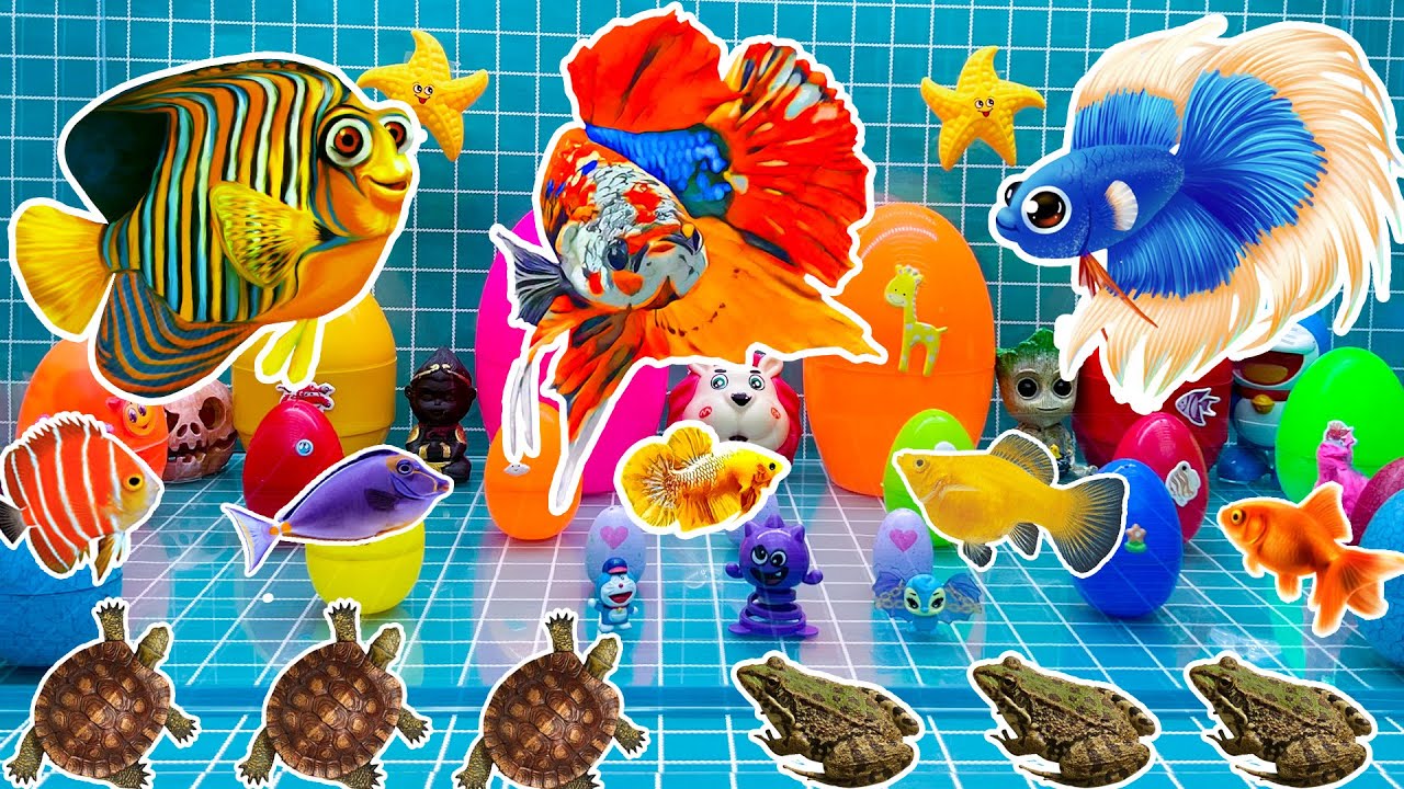 Colorful Surprise Eggs, Triple Tailed Fish, Koi, Sailfish, Crocodile ...