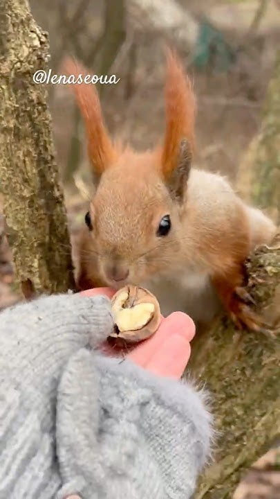 Sharing Treats with Forest Friends: Squirrel and Titmouse Moments 🐿️🐦 ...