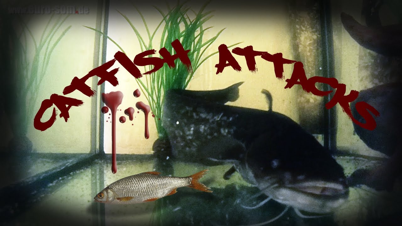 Catfish attacks Silurus Glanis - YouTube