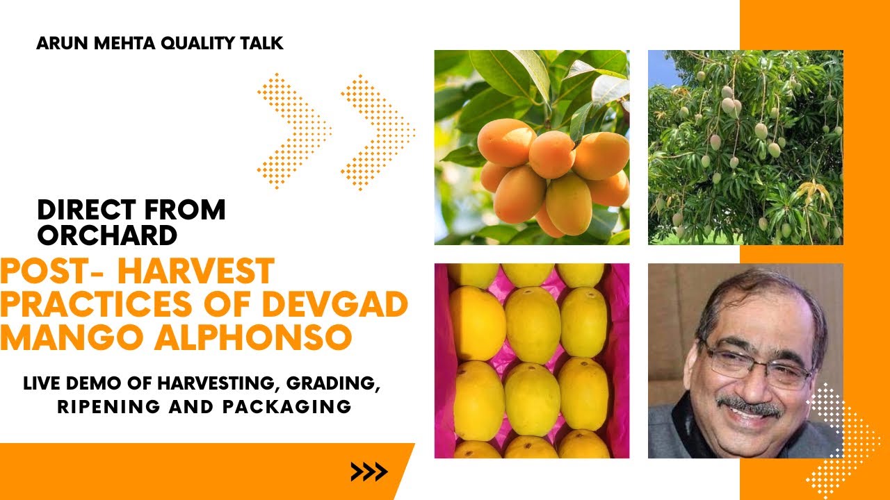 POST HARVEST PRACTICES OF DEVGAD MANGO ALPHONSO - LIVE FROM ORCHARD ...
