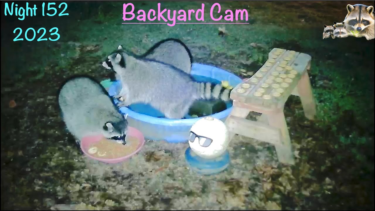 Backyard Camera Night 152 Wild Raccoon Reality Cam family dinner at the ...