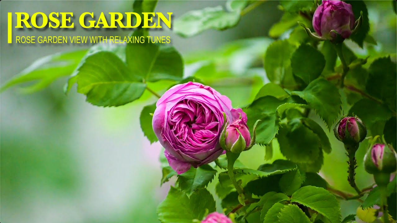 Rose Garden Tour with Soothing Music | Relaxation and Beauty Combined ...
