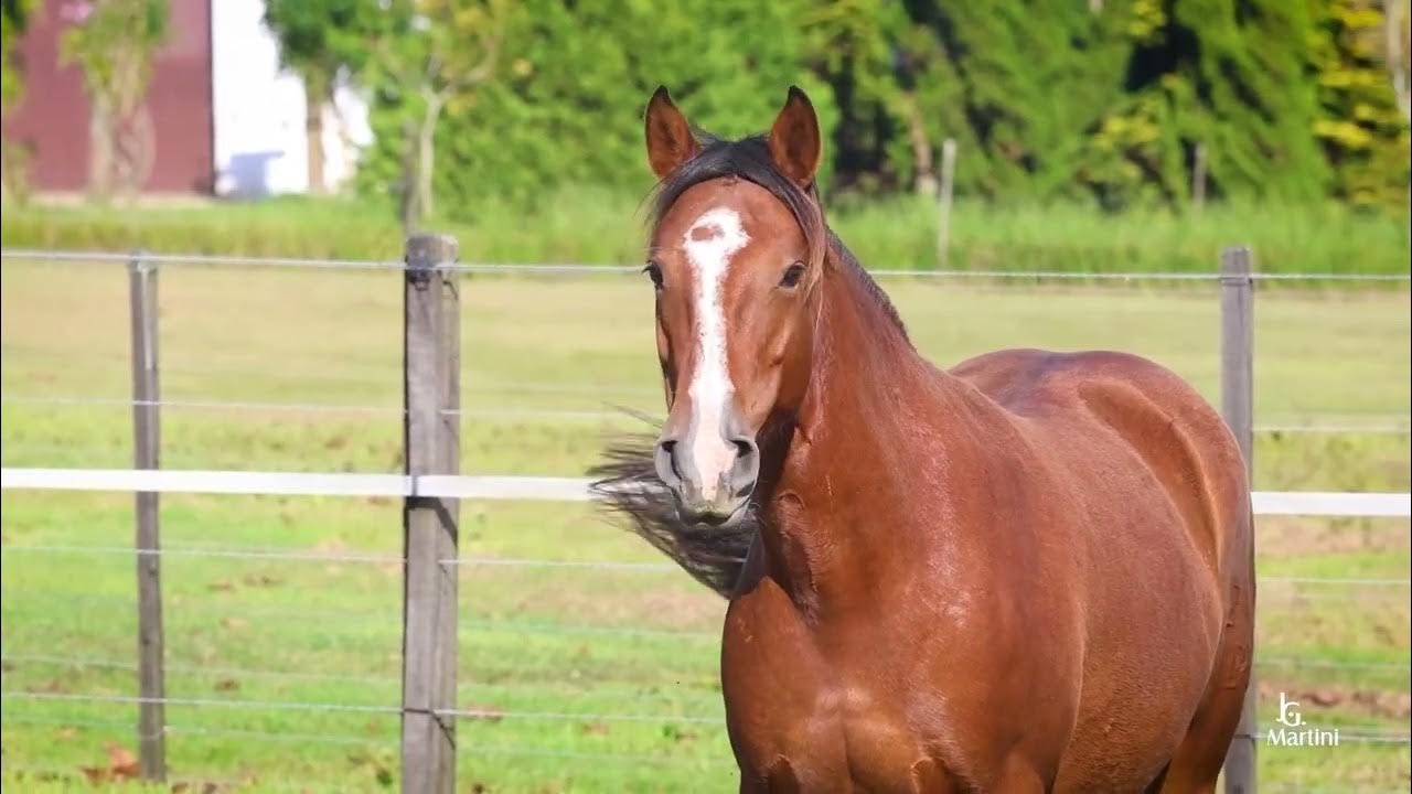 Lote 14 JOLIE DA GLORIA - YouTube