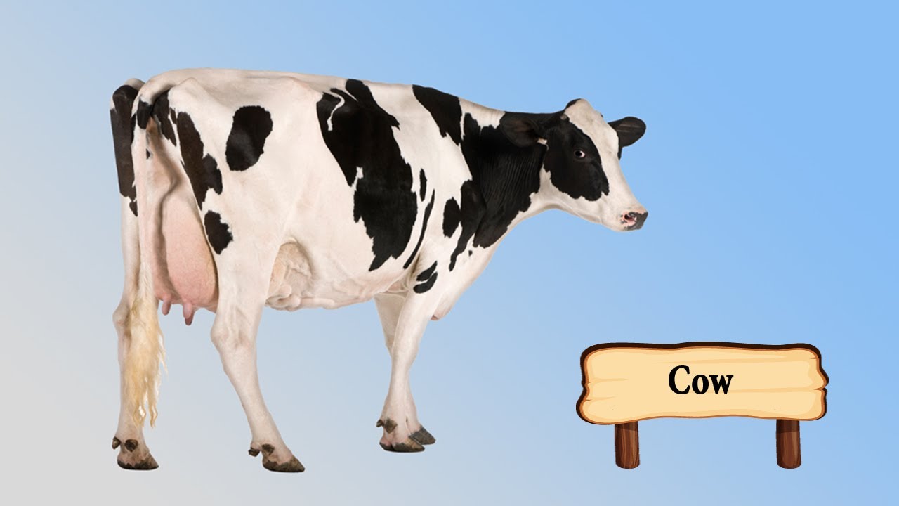 What sounds makes a cow - YouTube