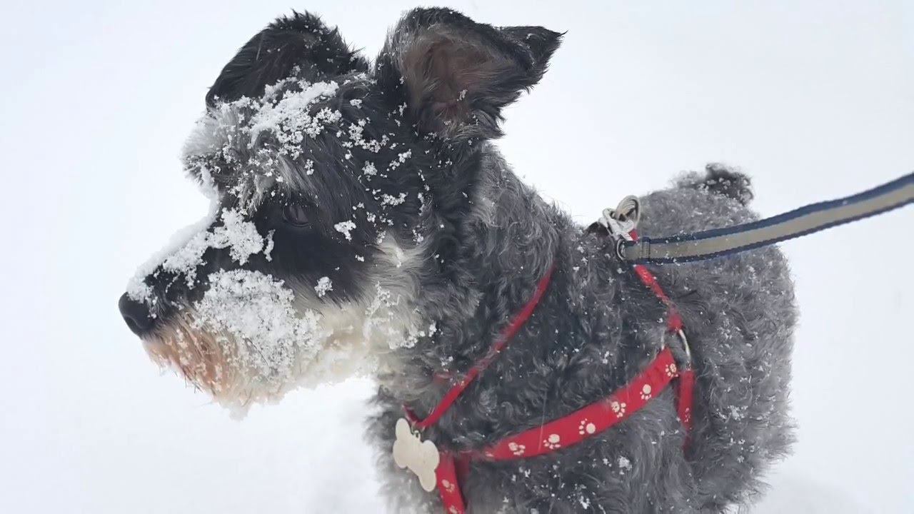 miniature schnauzer puppies playing in the snow 슈나우저성격 눈 오는날 대박이 - YouTube